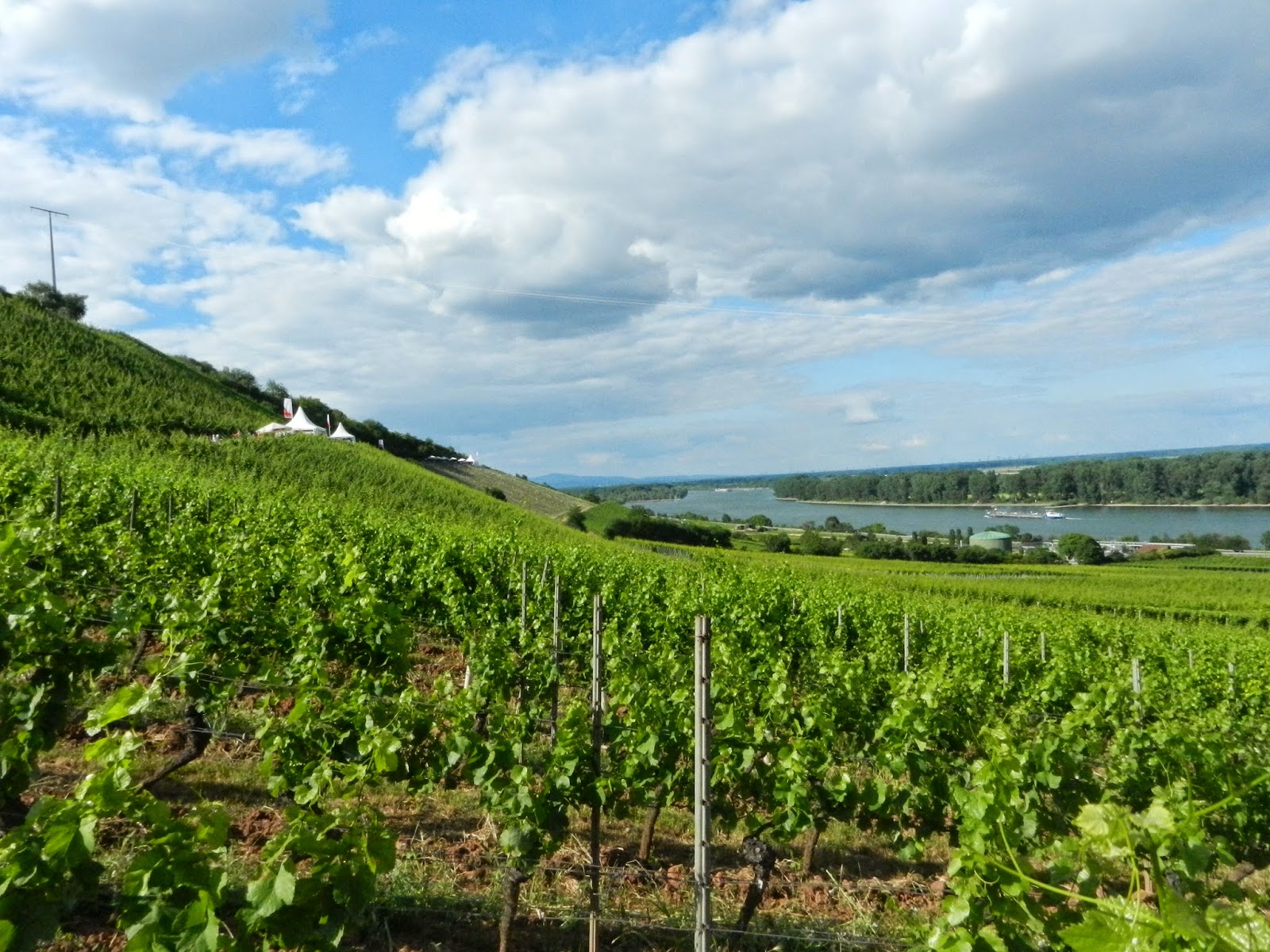 schiller-wine: Tasting the Wines of the Roter Hang (Red Slope ...