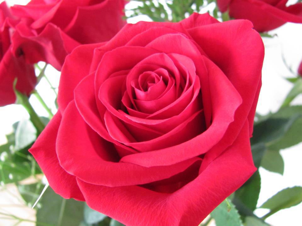 Criações Divinas: A BELEZA DA NATUREZA, ENVOLVENTE NAS MAIS LINDAS ROSAS;