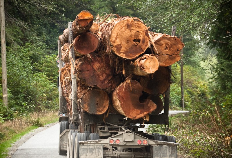 Vancouver Island Big Trees: BC Liberal Government Triples Raw Log Exports