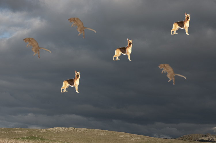 Mackenzie Moore's Digital Photography Blog: Visual Puns