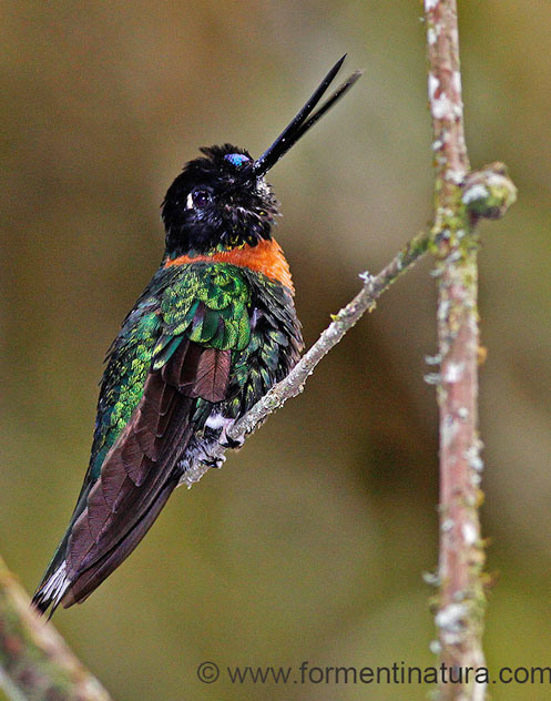 Perú, paraíso de las aves: Colibríes, pequeñas e increíbles aves