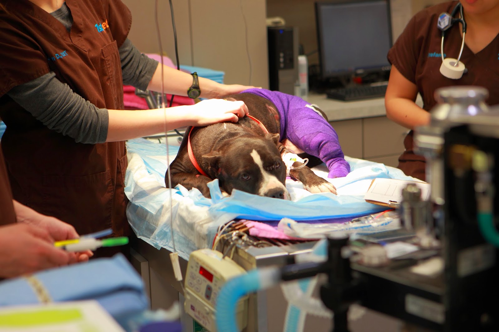 1st Pet Veterinary Centers Blog