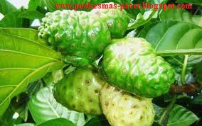 UPT Puskesmas Pacet Kab. Mojokerto: Manfaat dan Khasiat buah Pace ...