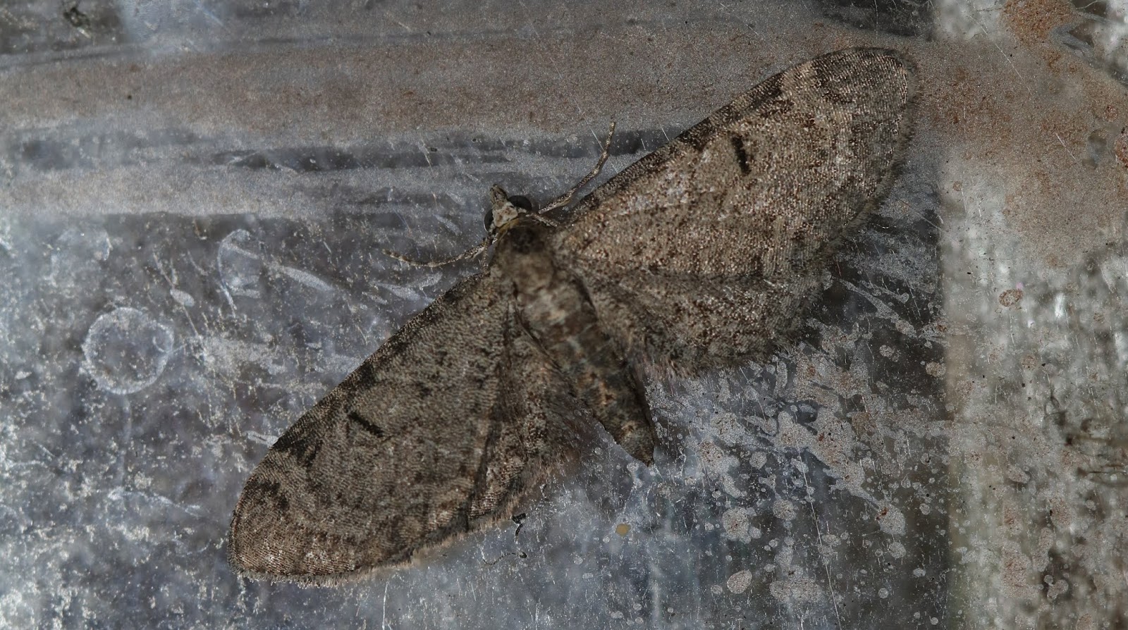 Russ's Blog: Pink Elephant in the trap...