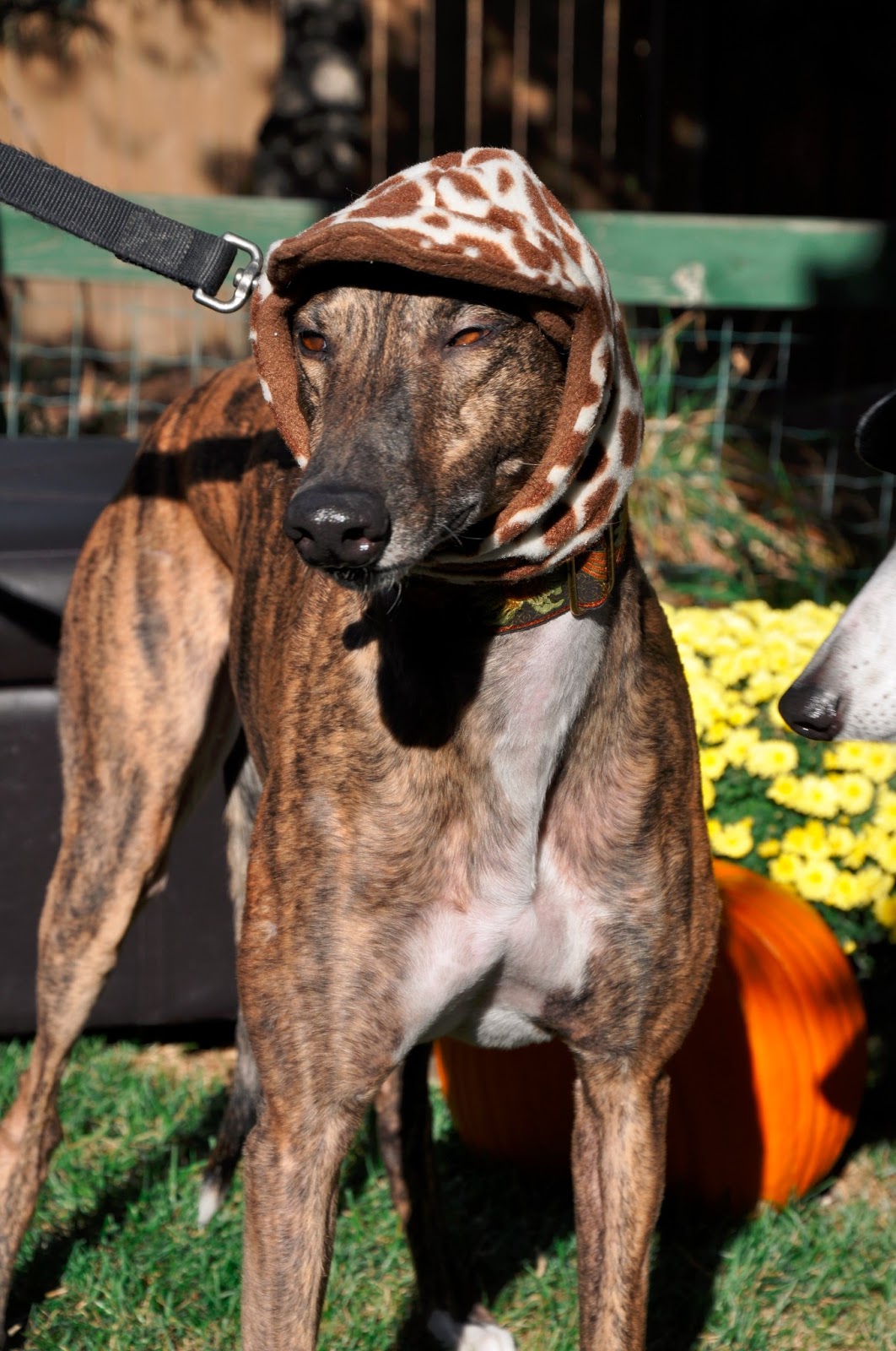 Northern Lights Greyhound Adoption Dog Blog: NLGA Photo Roundup ...