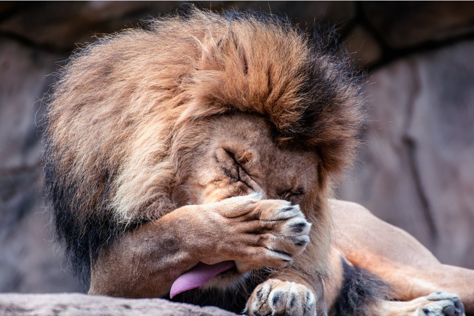 Kumpulan Foto-Foto Singa Afrika HD - Foto Dan Gambar Terbaru