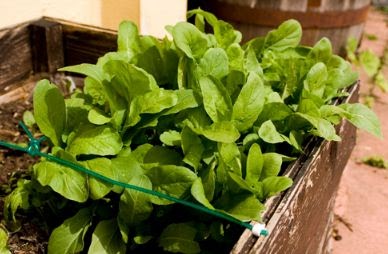 HOW TO GROW ROCKET FROM SEED |The Garden of Eaden