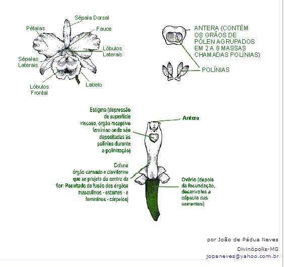 Orquídeas - Fonte de Terapia
