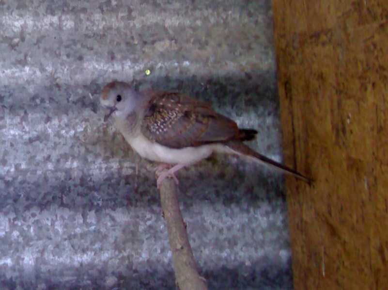 Aves do hugo: rolas diamante