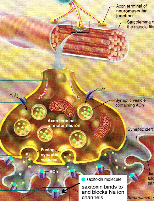 Duda's Epic Quest To Epicness: Saxitoxin