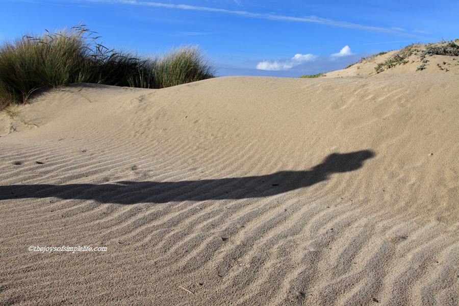 The Joys of Simple Life: Oceano Sand Dunes
