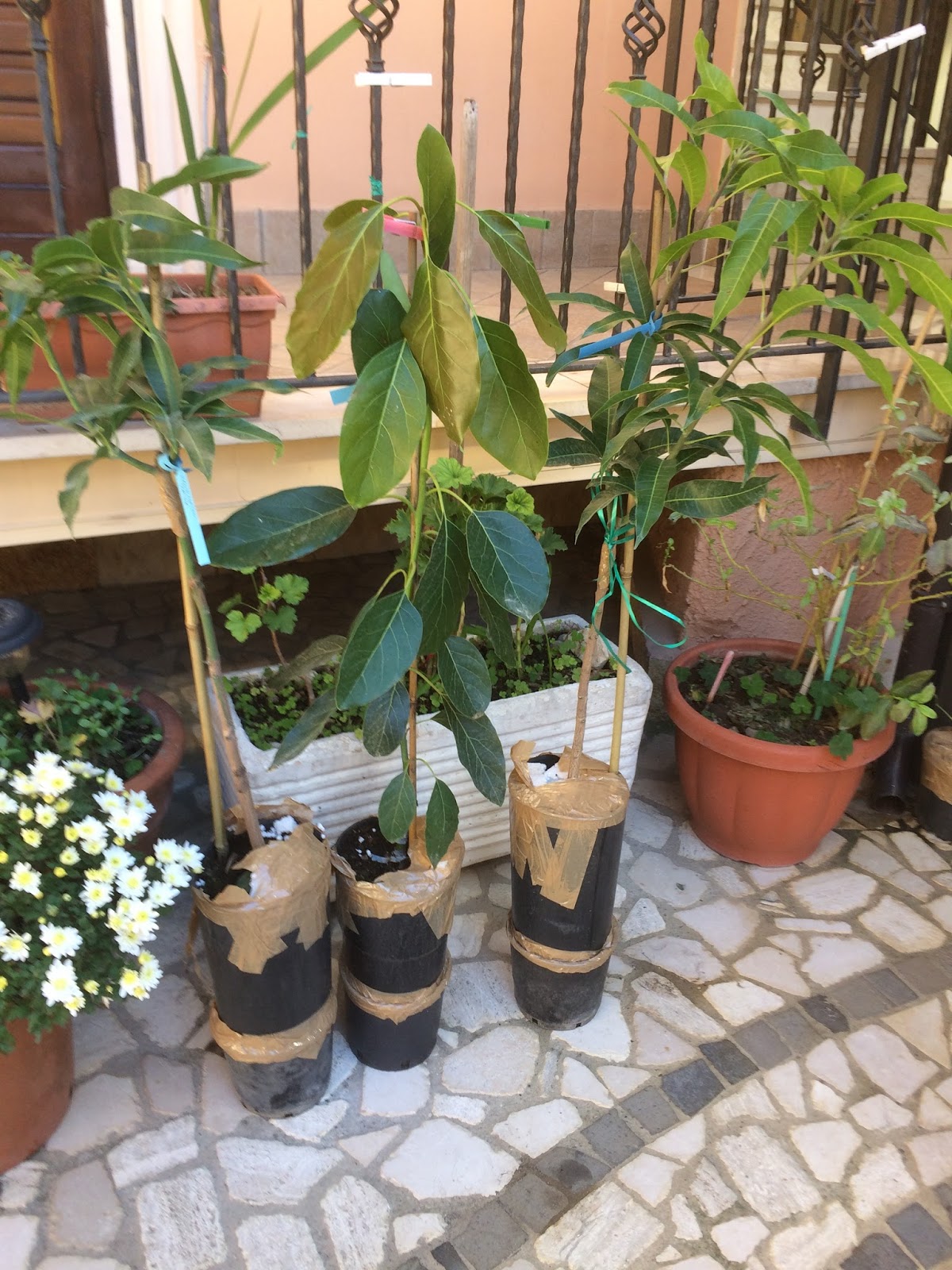 Impianto di mango "Kensington Pride" a Casoria (Napoli) - FruttAma.it ...