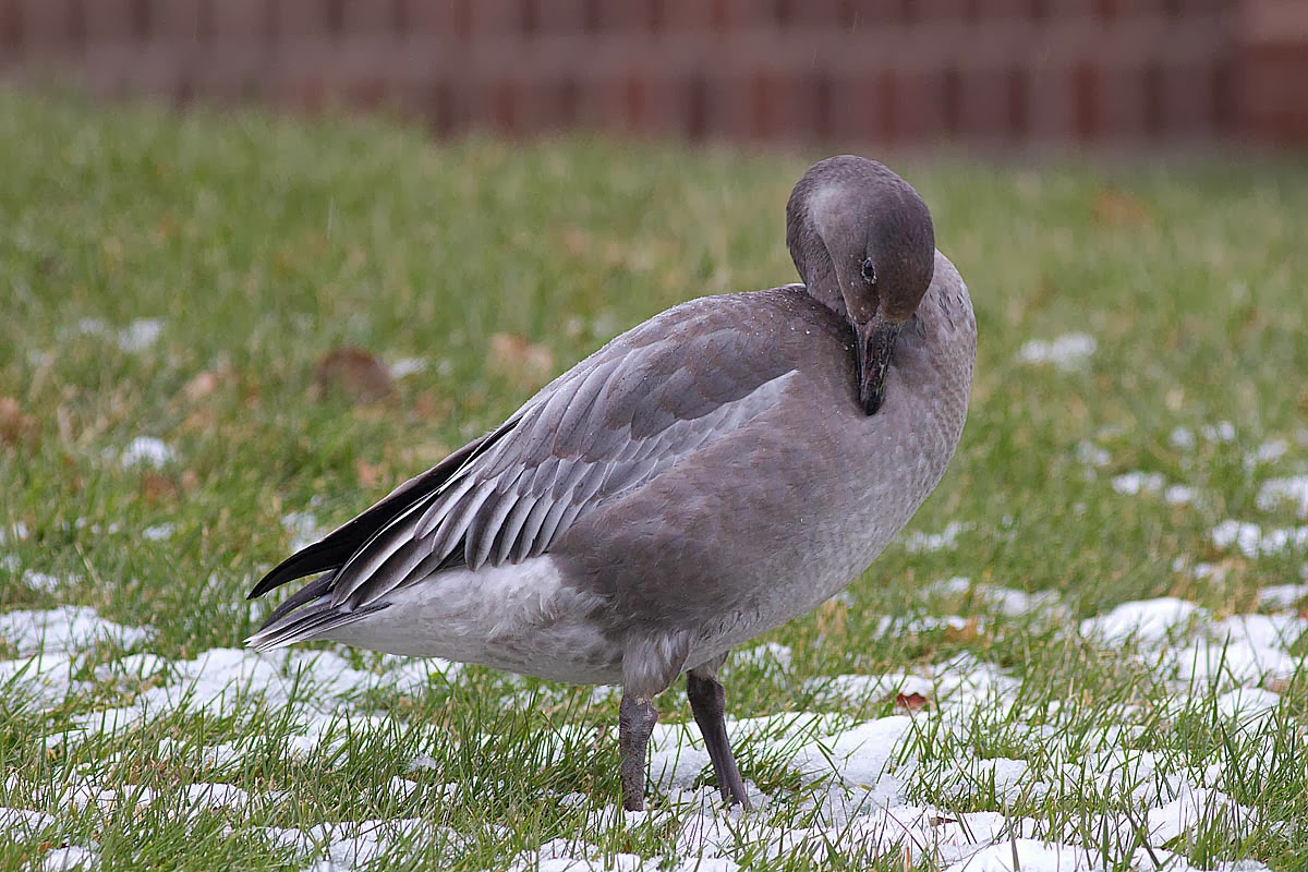 Ann Brokelman Photography: Snow Goose - juvenile blue morph Dec 1, 2013