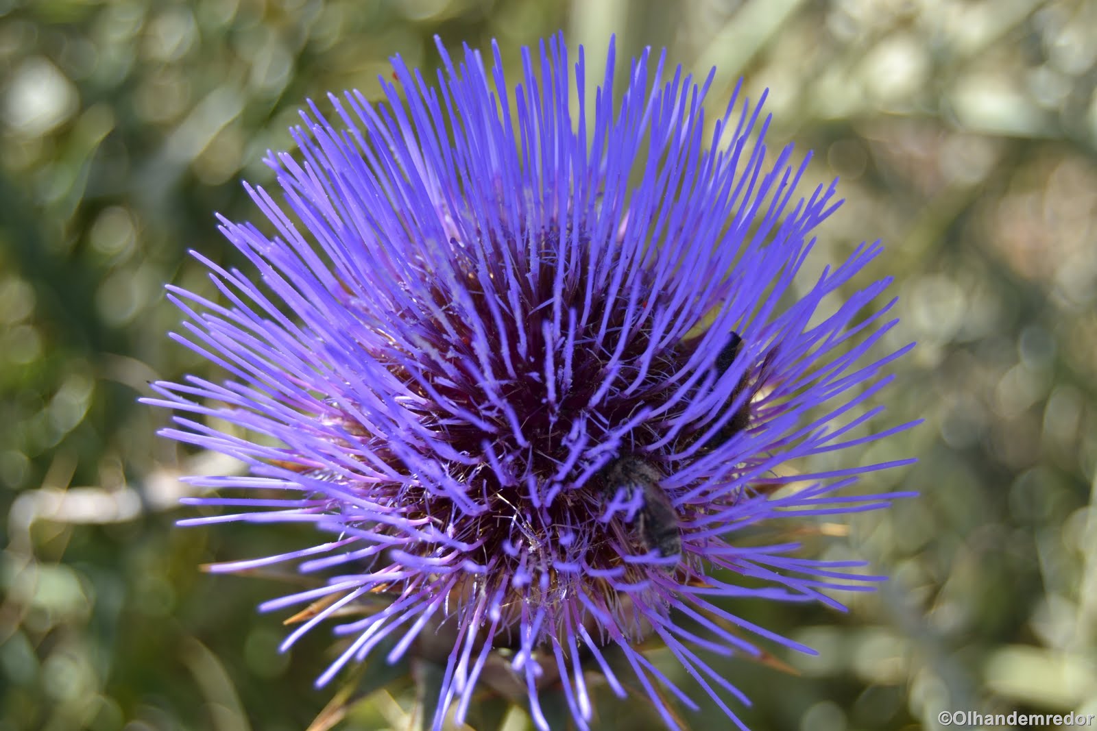 olhandemredor: Cardo