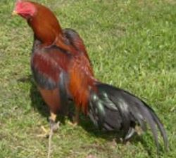 Como Realiza el Golpe o Tiro de Patas el Gallo de Pelea Oriental