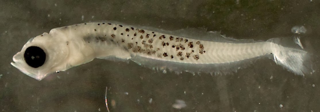 Ictioplancton en Chile: Larvas de chalaco, Auchenionchus variolosus