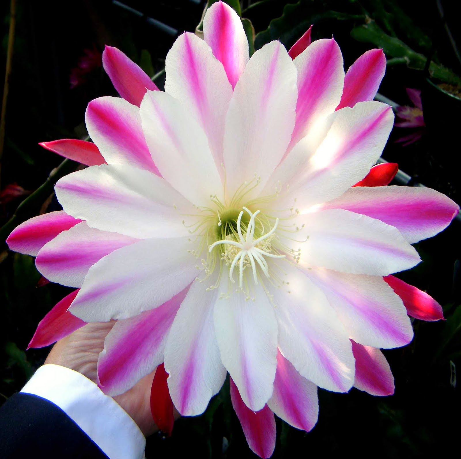 London Epiphyllums: August 2011