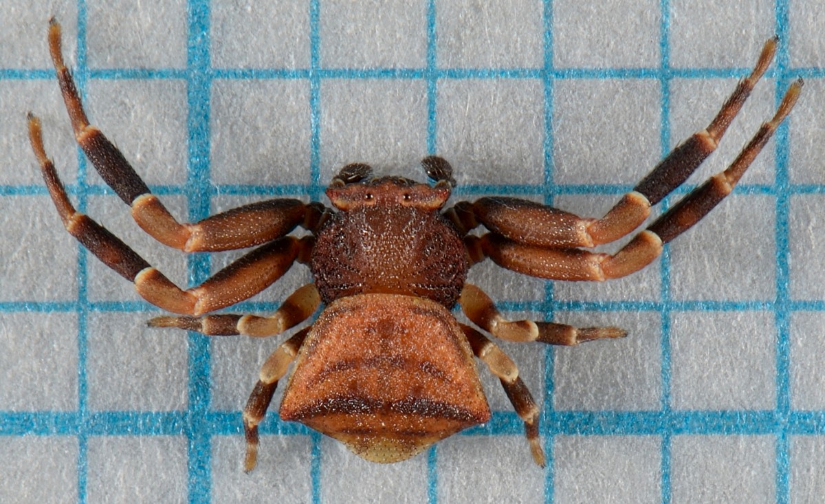 台灣蜘蛛圖片資料: 三角蟹蛛 Thomisus labefactus Karsch, 1881