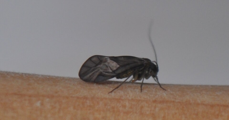 ZOOTOGRAFIANDO (6.096 ANIMALS): FRIGÁNEA (Trichoptera sp.)