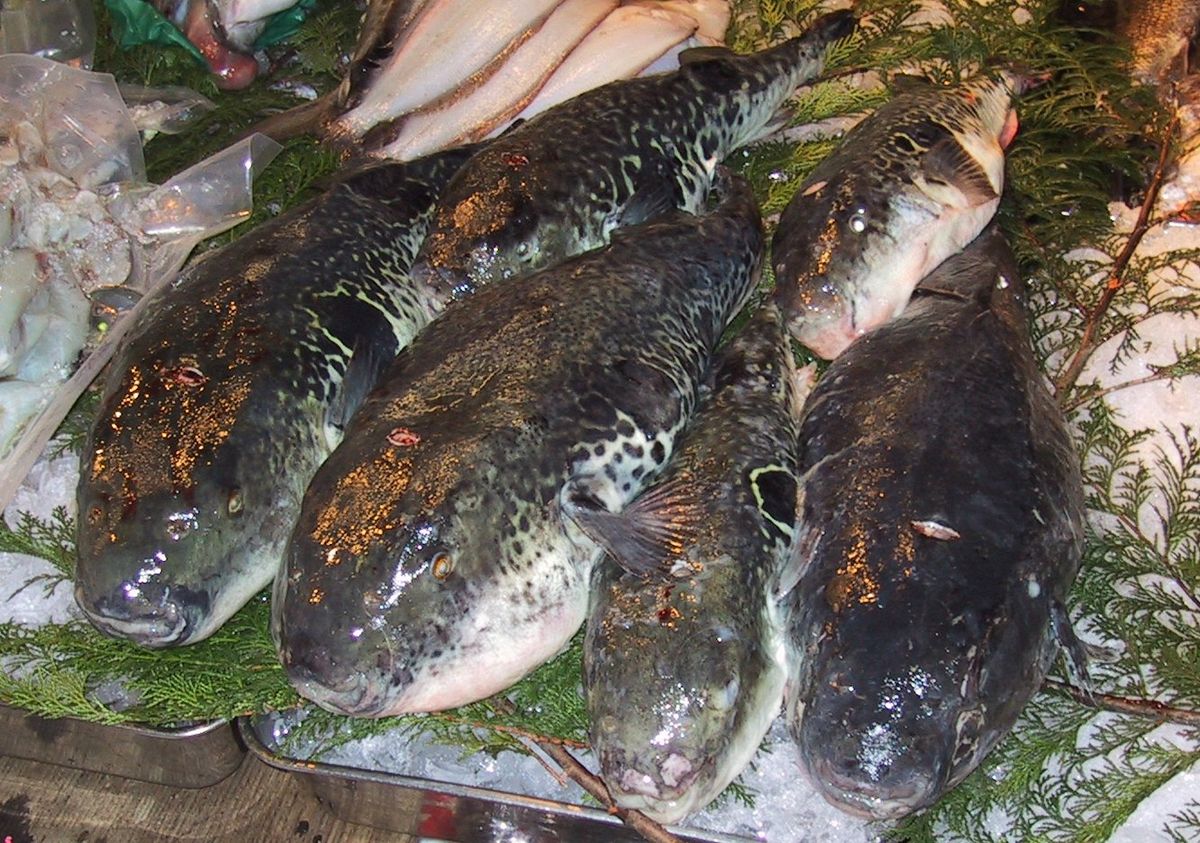 Ikan Buntal (Pufferfish) |MyRokan