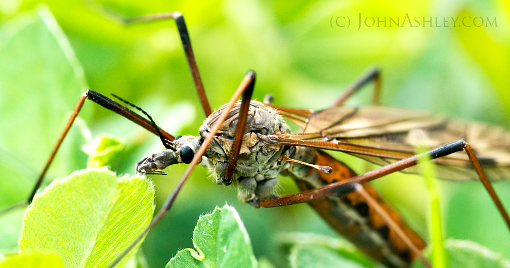 Wild and Free Montana: Of Crane Flies and Newton's First Law of Motion