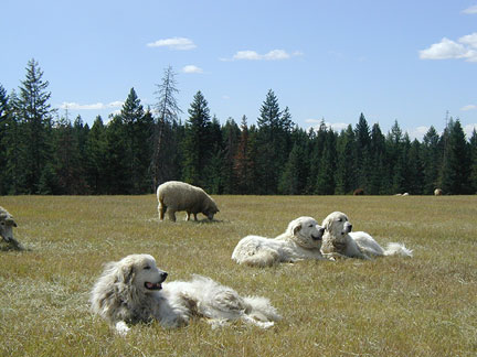 Will Great Pyrenees Run Away