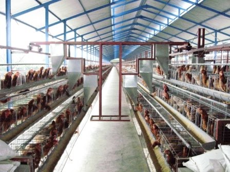 Beternak Ayam Petelur Sukses: TAHAPAN PETERNAKAN AYAM PETELUR