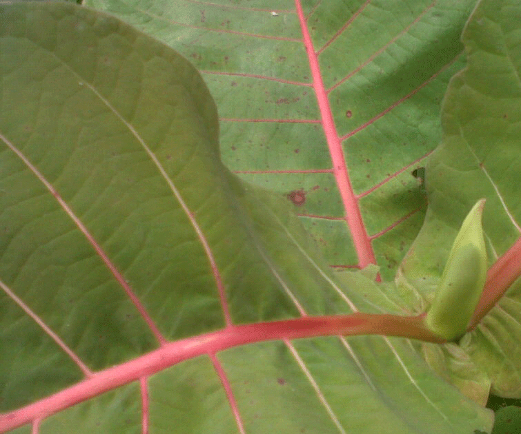BUDI DAYA JABON MERAH SAMAMA
