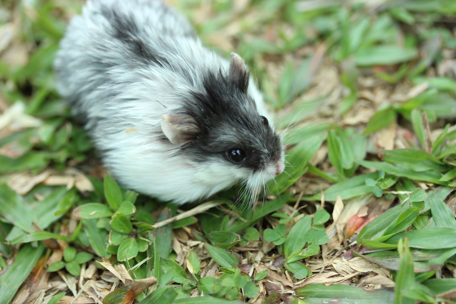 Gallery Hamster 8 ( Campbell Blue Mottled / Panda Blue ) | Hamster ...