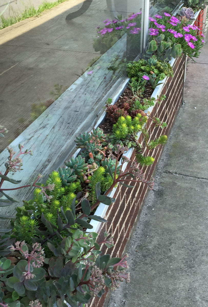 A gutter box planting ~ Garden Architecture Blog