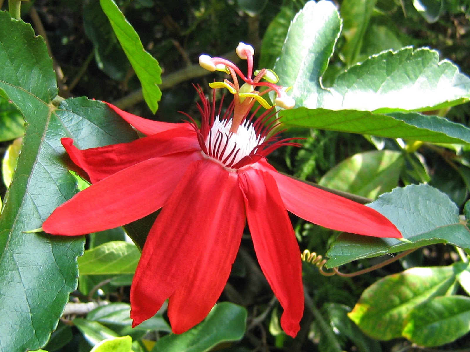 Flores Rojas, parte 6 - IMÁGENES PARA WHATSAPP ® y Fotos para perfiles