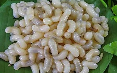 WARUNG ILMU: NUTRISI DALAM KROTO (TELUR SEMUT RANGRANG)