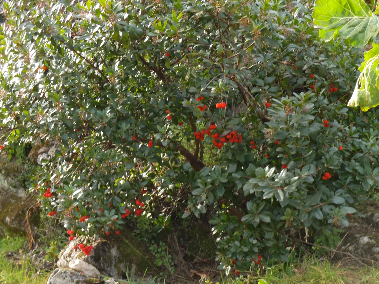 Lampaça: Lampaça - Medronheiro/Merodieiro ou Ervediero