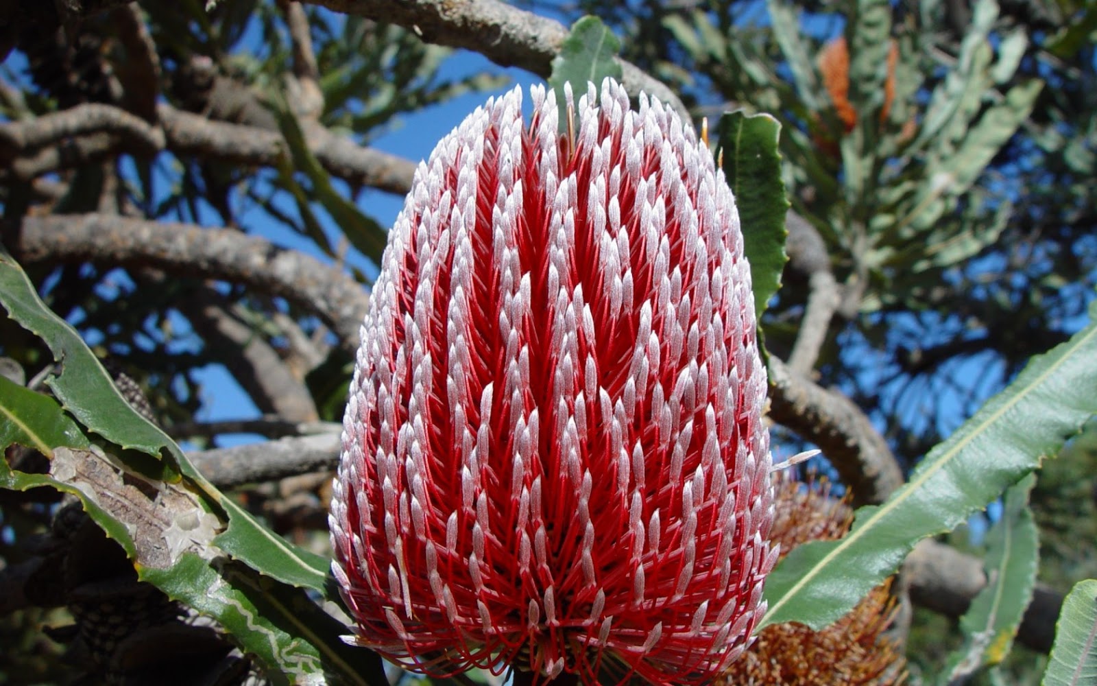 Flowers: Banksia