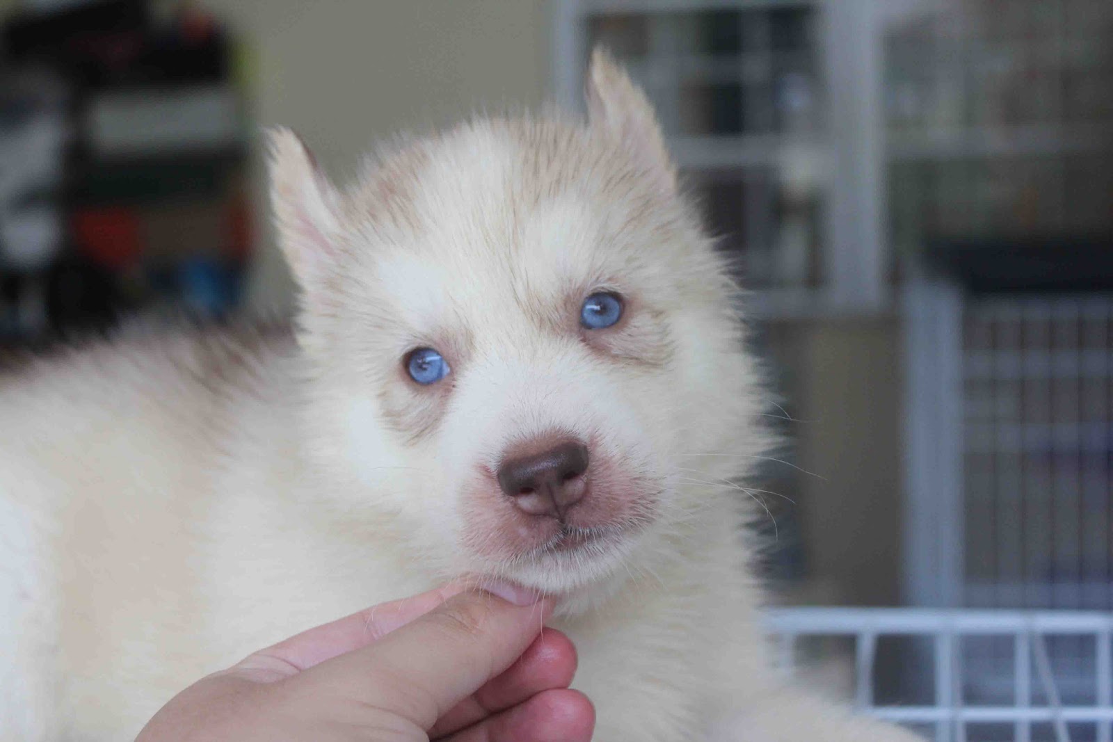 LovelyPuppy: Light Red Color Female Siberian Husky Puppy