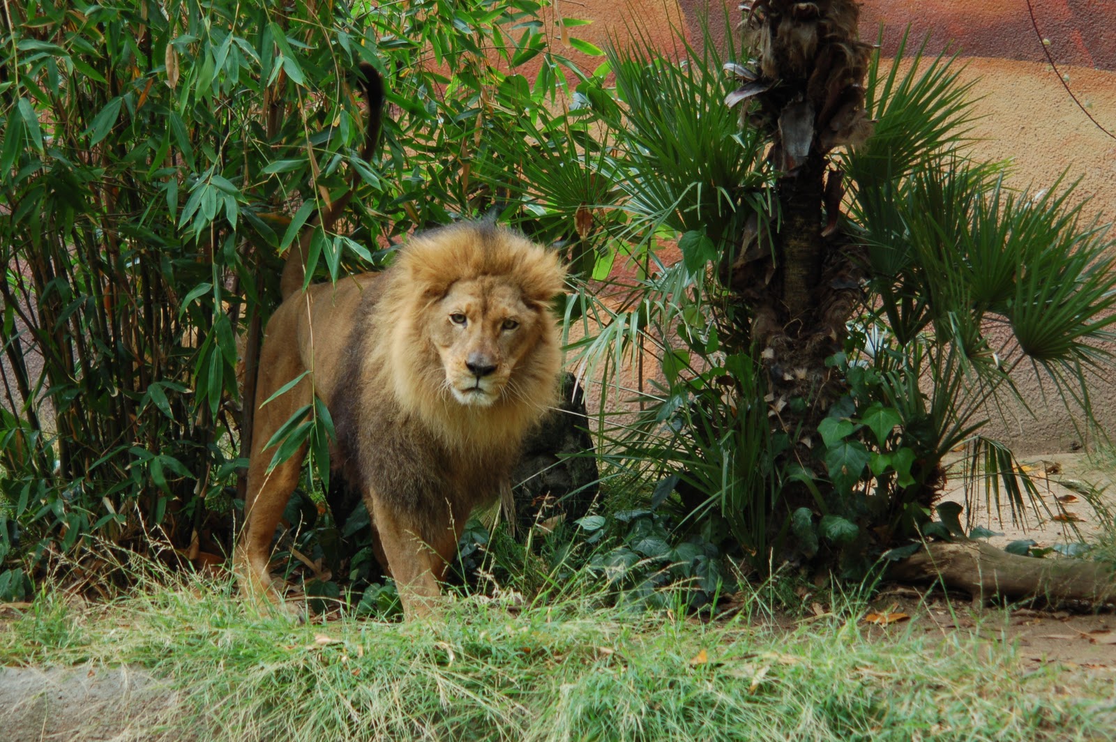 Where we go for love: Day Trip: Los Angeles Zoo (Los Angeles, CA)