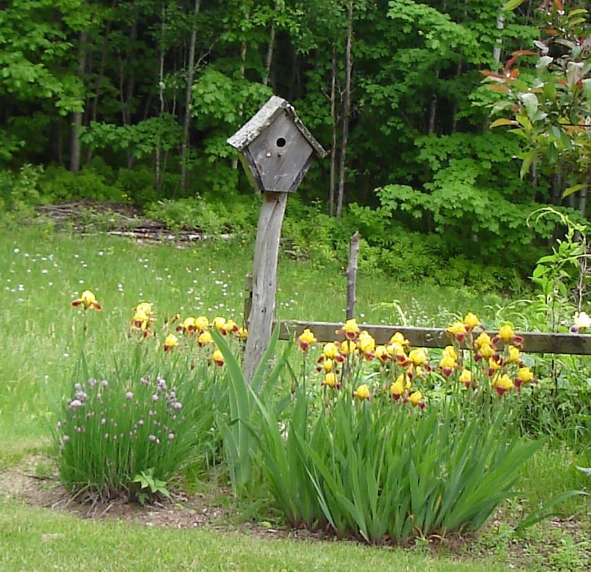 A view from the furry side: June 2011