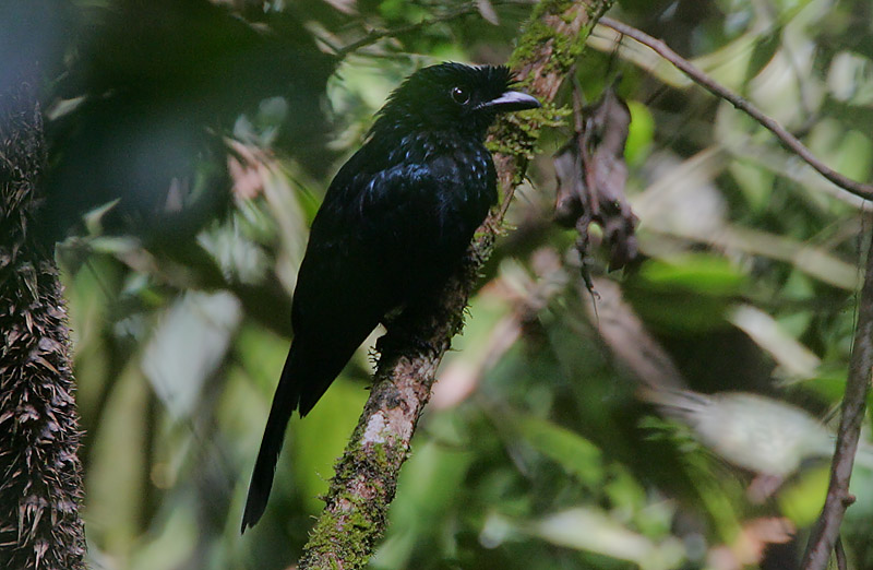 Sri Lankan Endemic Birds: Konda Kawda - Sri Lanka Drongo (Dicrurus ...