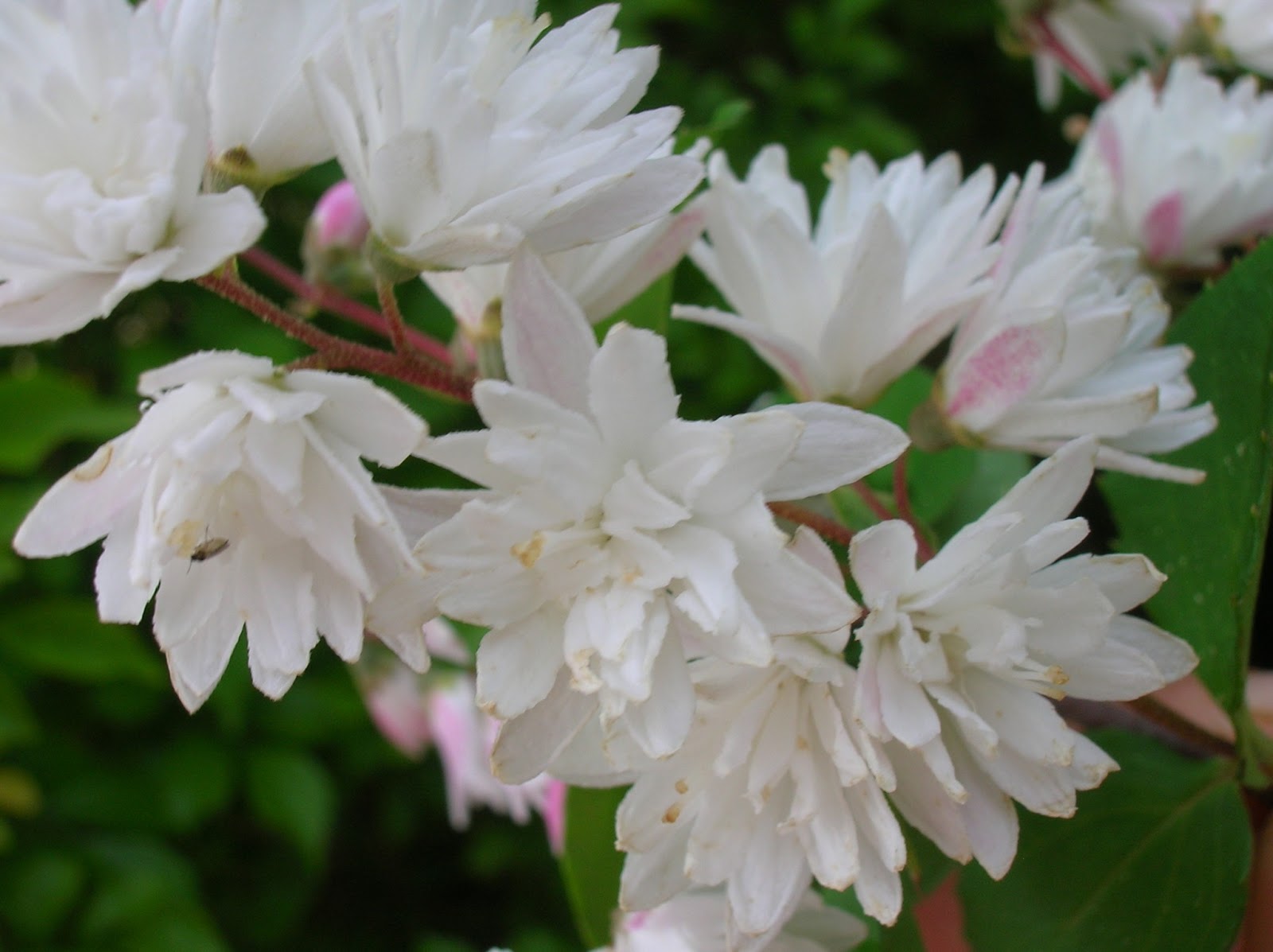 Recregarden: DEUTZIA SCABRA
