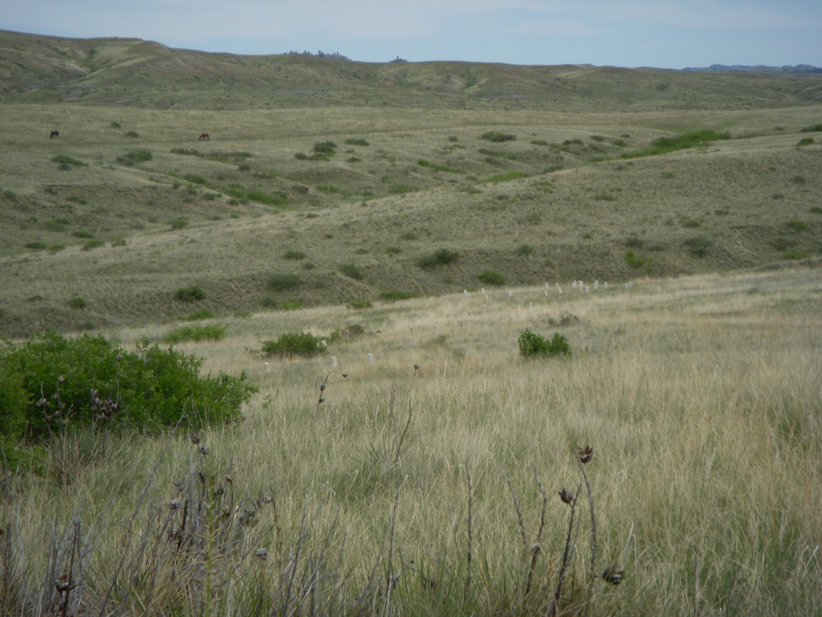 Wargames and Stuff: Calhoun's Hill