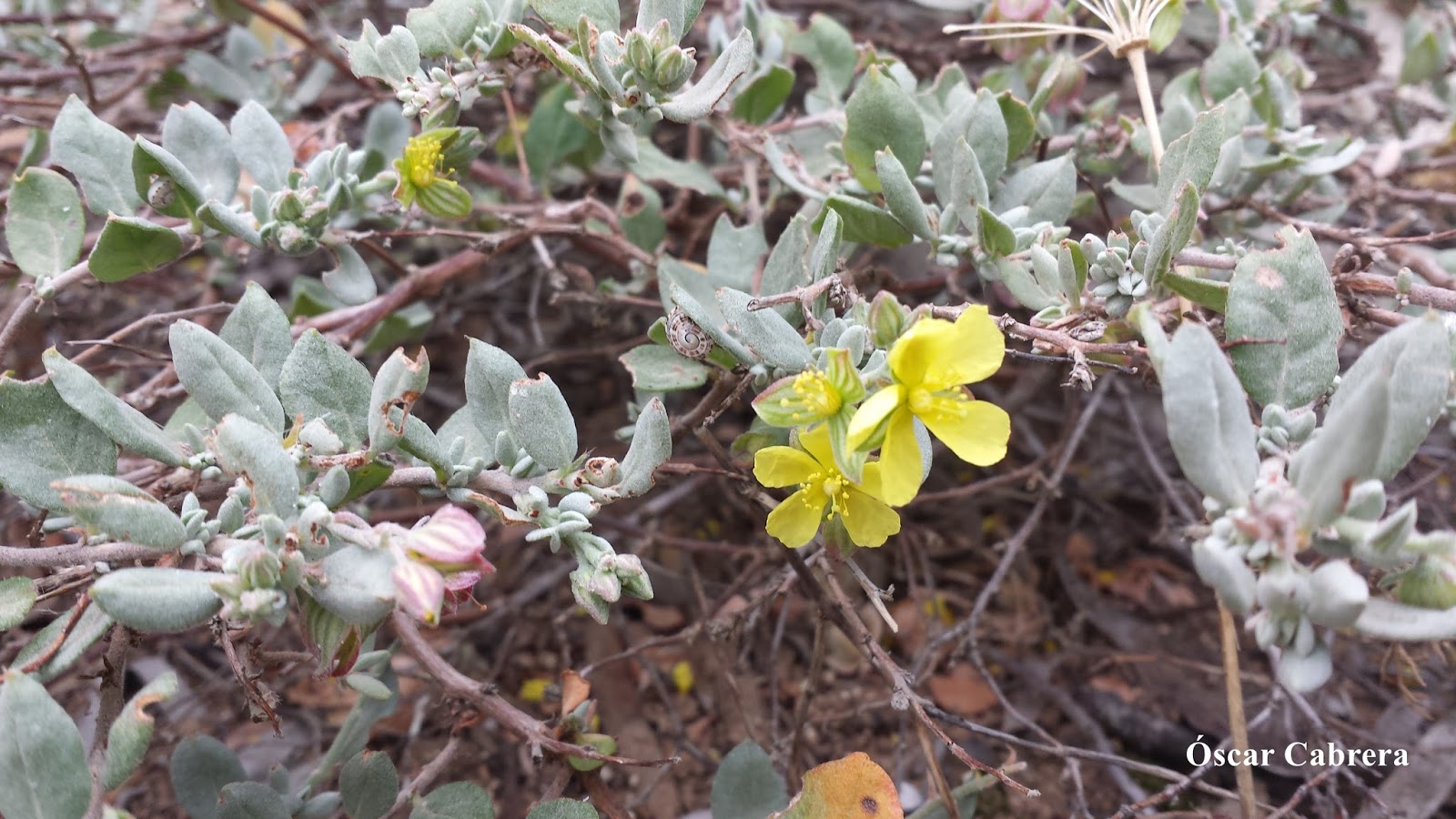 Helianthemum gonzalezferreri (Jarilla de Famara)