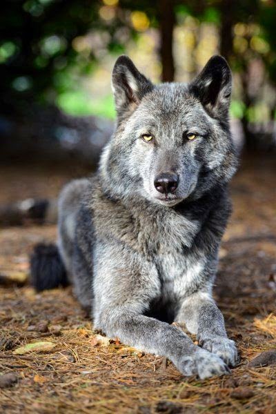 Cute puppy and dog: 5 Amazing wolf Hybrids you have ever seen