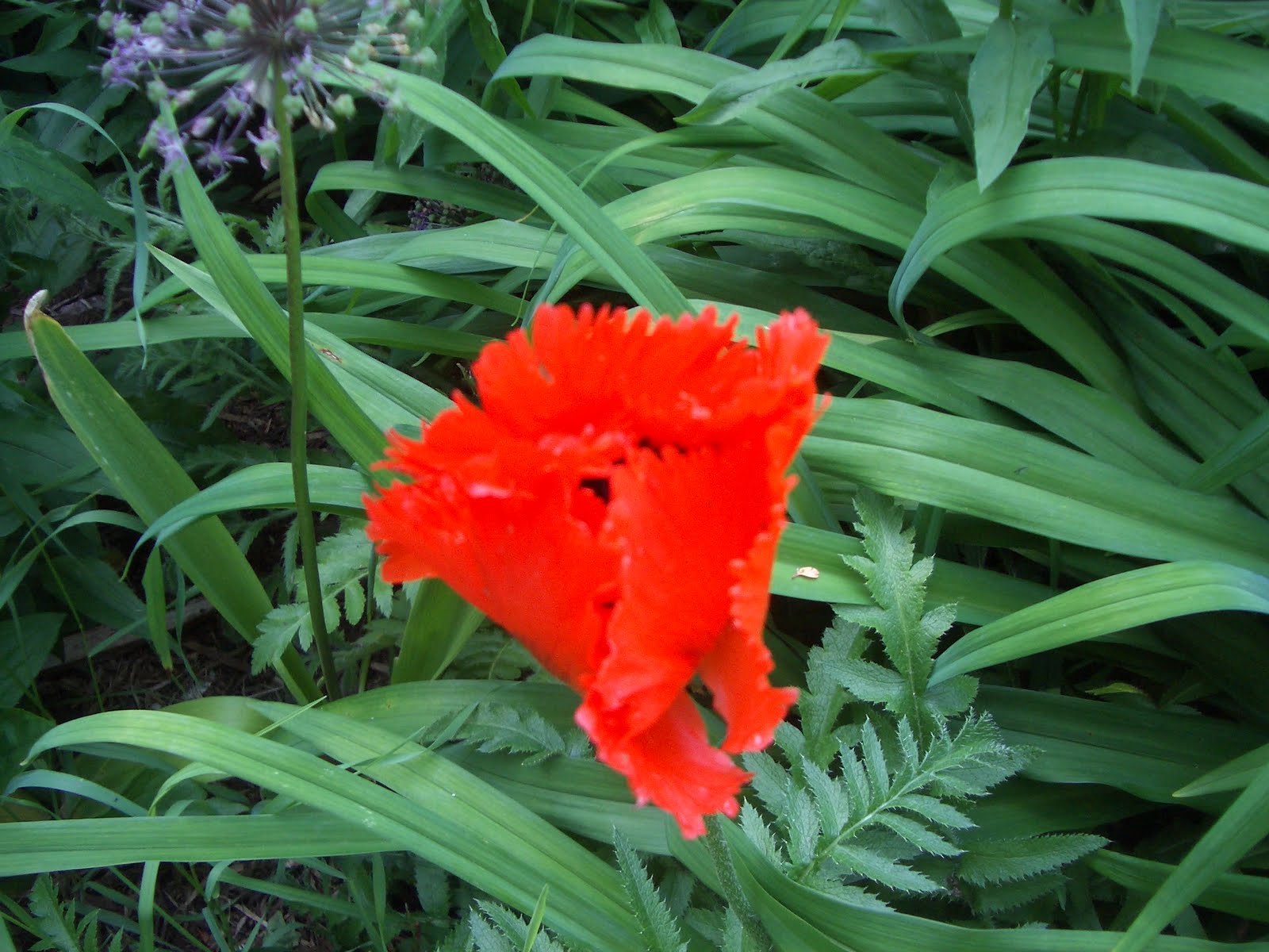 JUST DUCKY!: June 2011