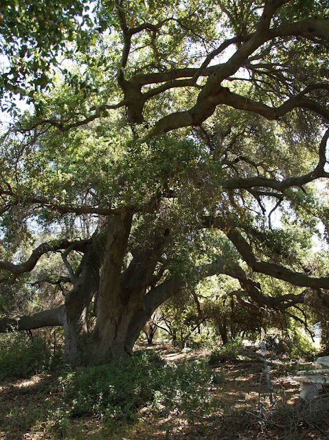A Visit To Tree Of Life Nursery