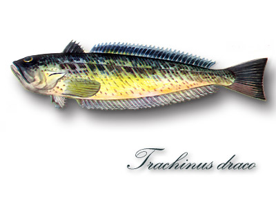 Pesti Marini | Fish Encyclopedia