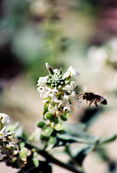 Western Sojourns: Travels with Camissonia: ANZA BORREGO DESERT STATE ...