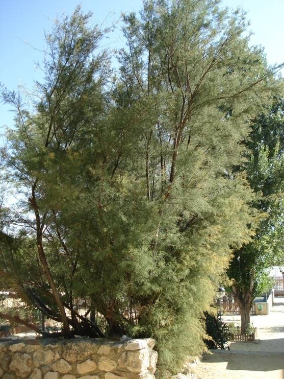 Tamarix africana