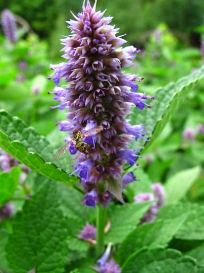 Hyssop Tea Benefits ~ Healthy Tea 101