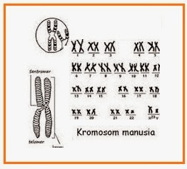 BIOLOGI GONZAGA: ULANGAN UMUM SEMESTER 1 KELAS 12 IPA SMA