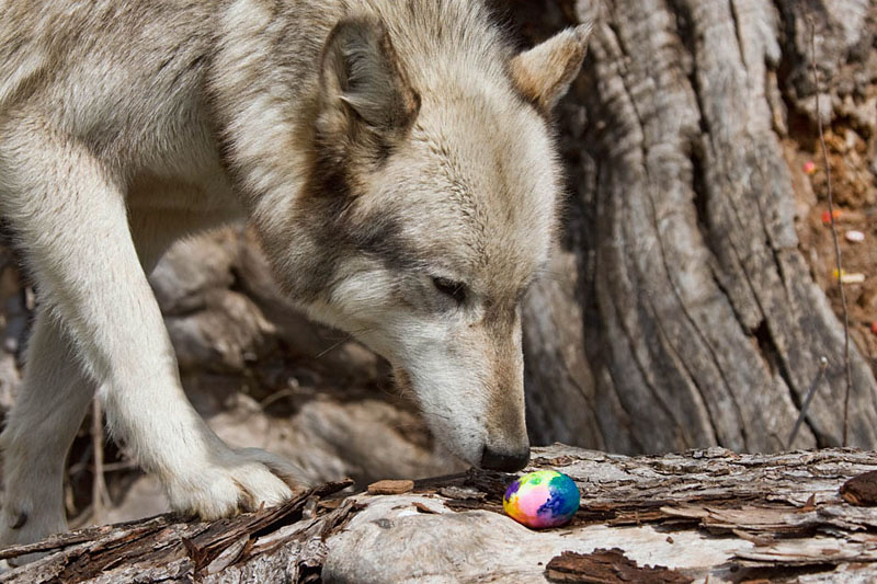 White Wolf : Celebrate Easter Egg Hunt With Amazing Wolves